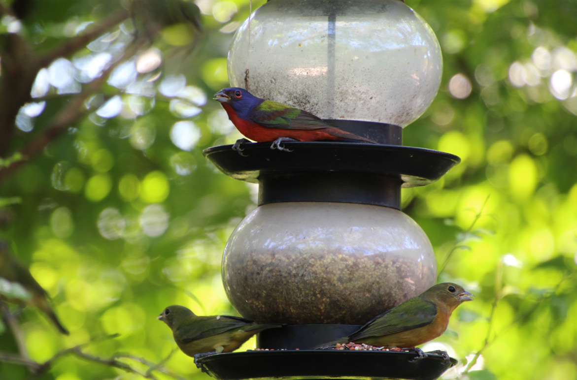 Gardening for the birds – The Crow's Nest